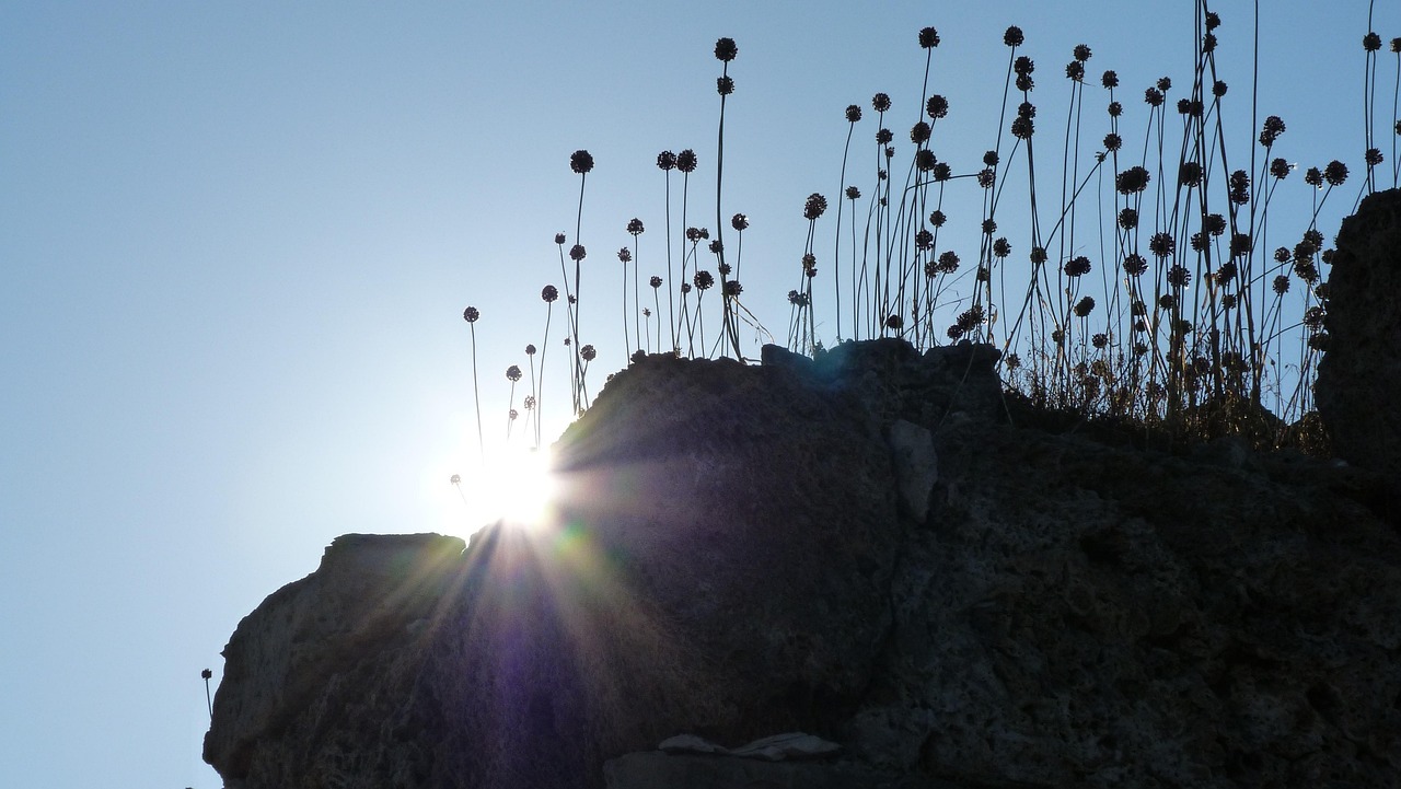 Backlighting Silhouette Plants - Free photo on Pixabay