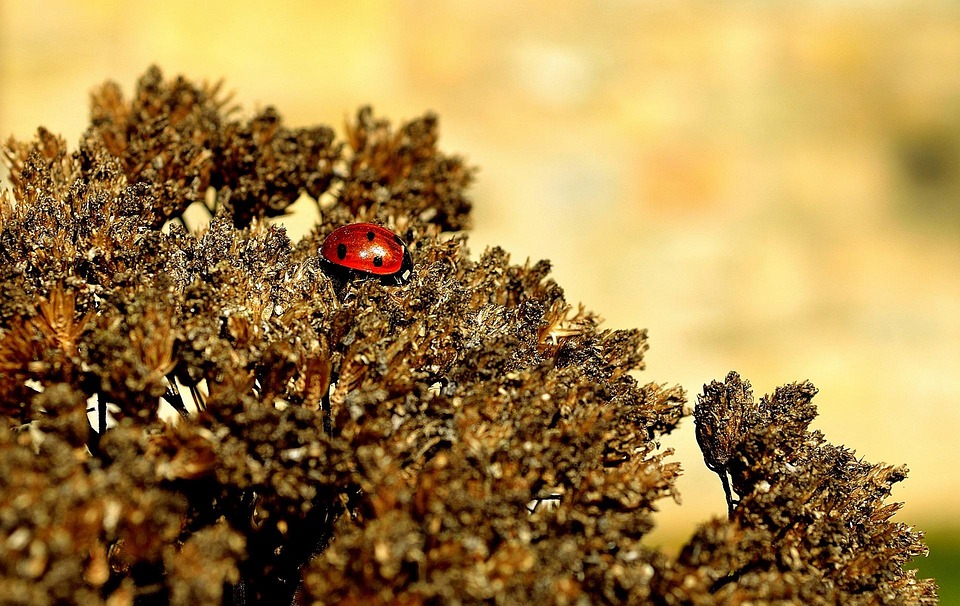 Blue Spring Ladybird - Free photo on Pixabay - Pixabay