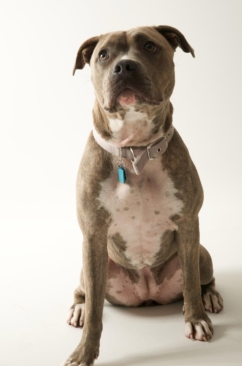 200+ Pictures of Pitbull Dogs & Puppies in HD - Pixabay