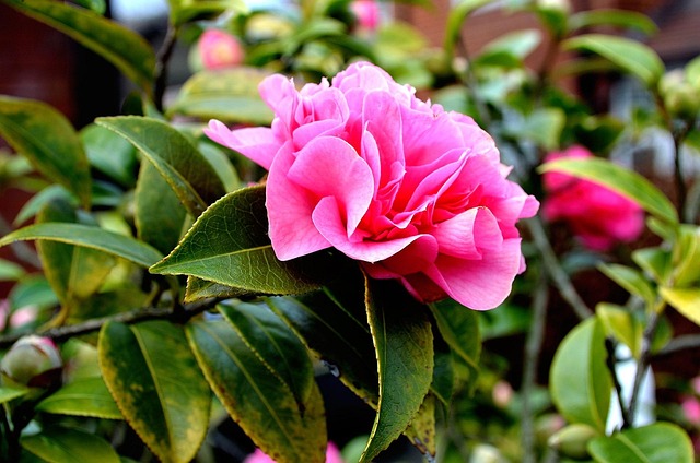 Pflanzen Blume Liebe - Kostenloses Foto auf Pixabay - Pixabay