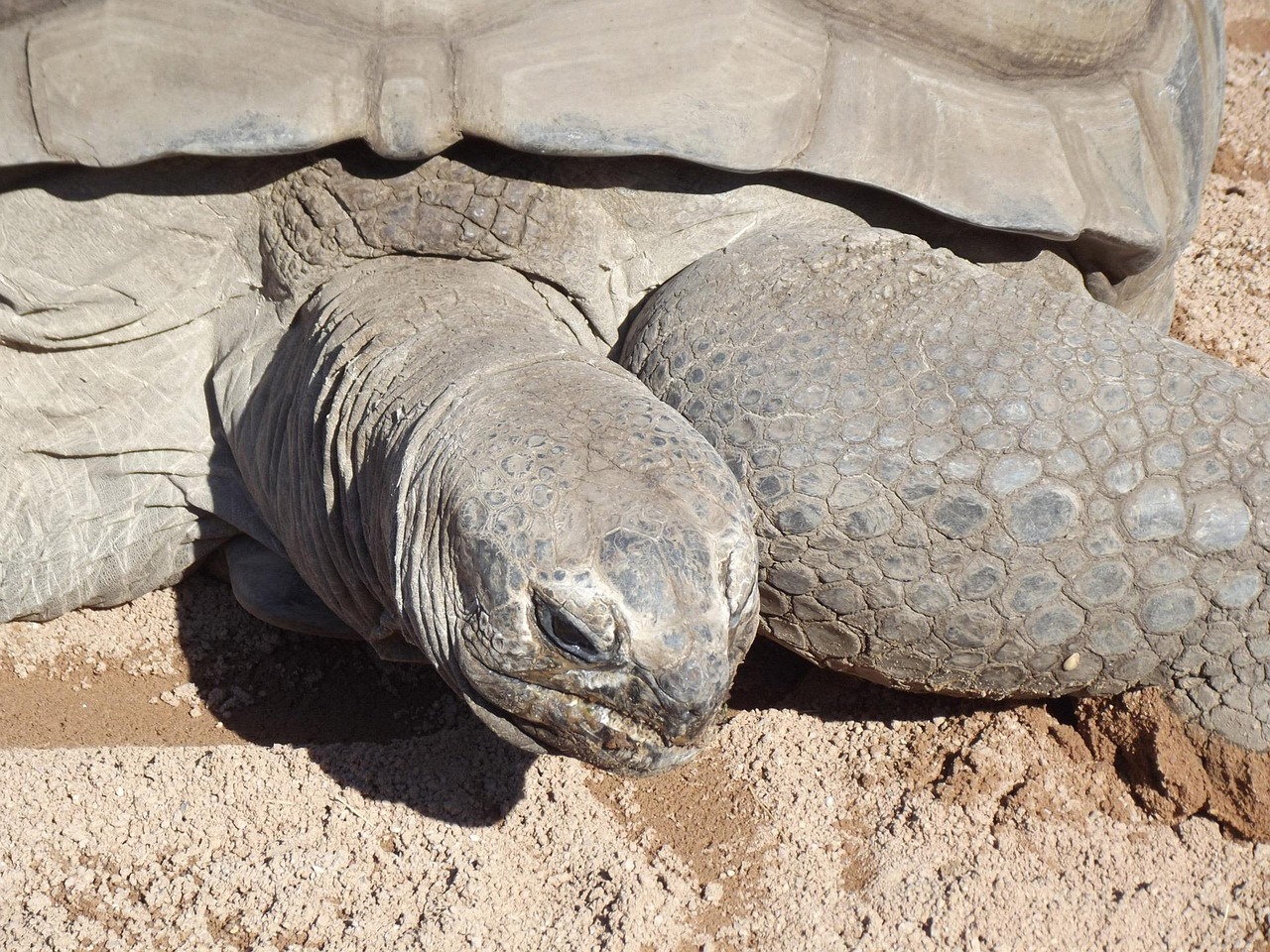 Aldabra Tortoise Giant Reptile - Free photo on Pixabay