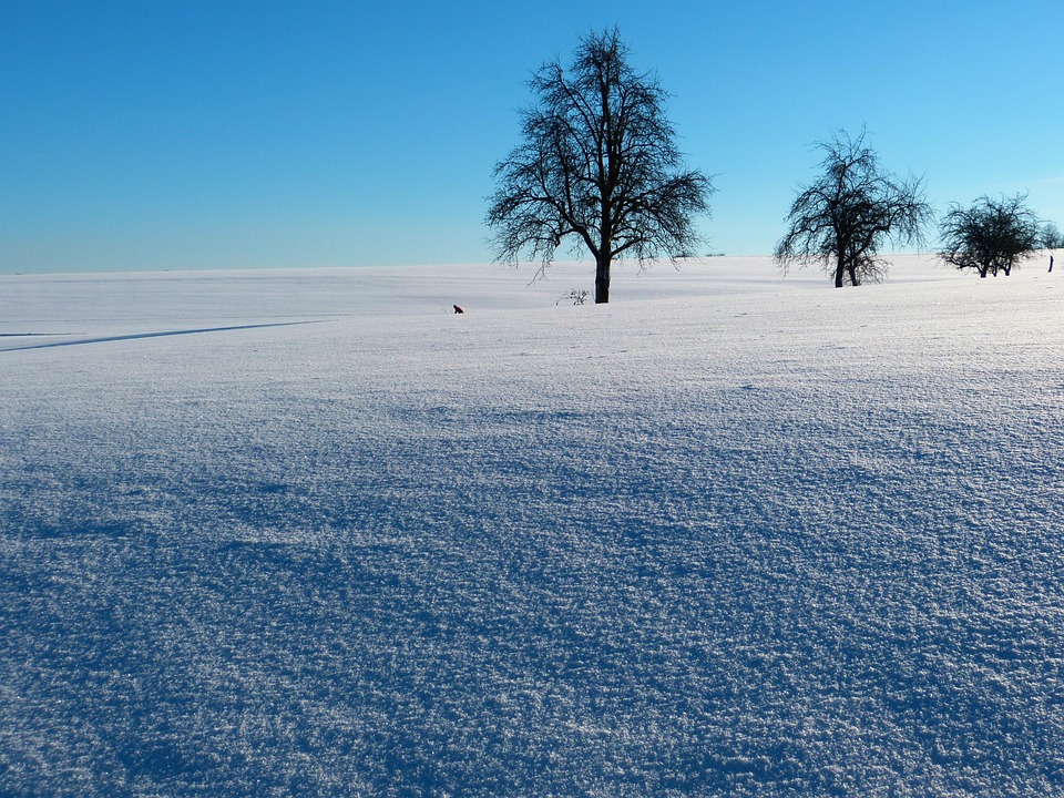 Winter Snow Landscape - Free photo on Pixabay - Pixabay