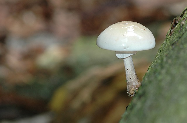 Mushroom Mushrooms Autumn - Free photo on Pixabay