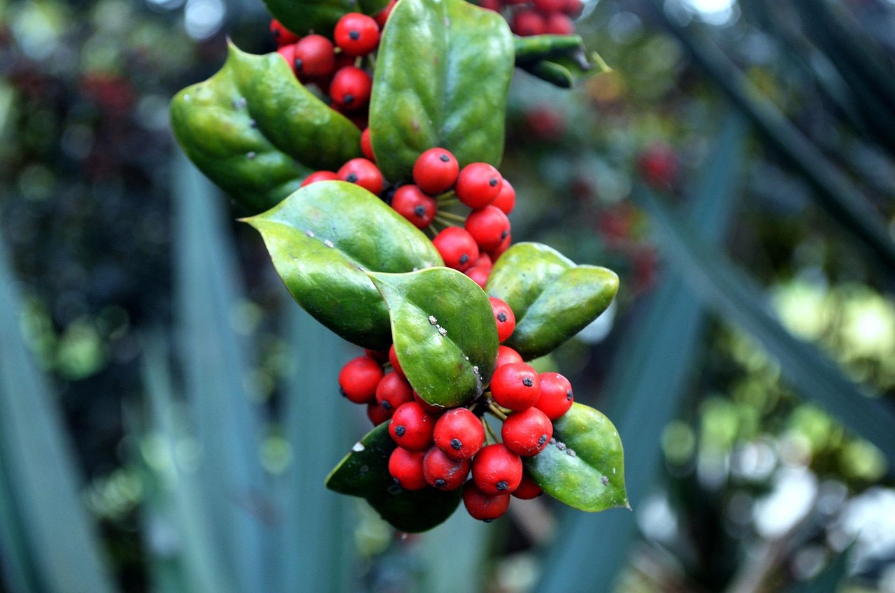 Holly Bush Berry - Free photo on Pixabay - Pixabay