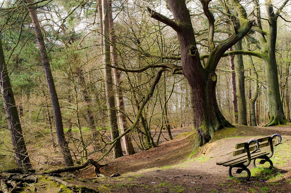 Bank Wald Baum - Kostenloses Foto auf Pixabay