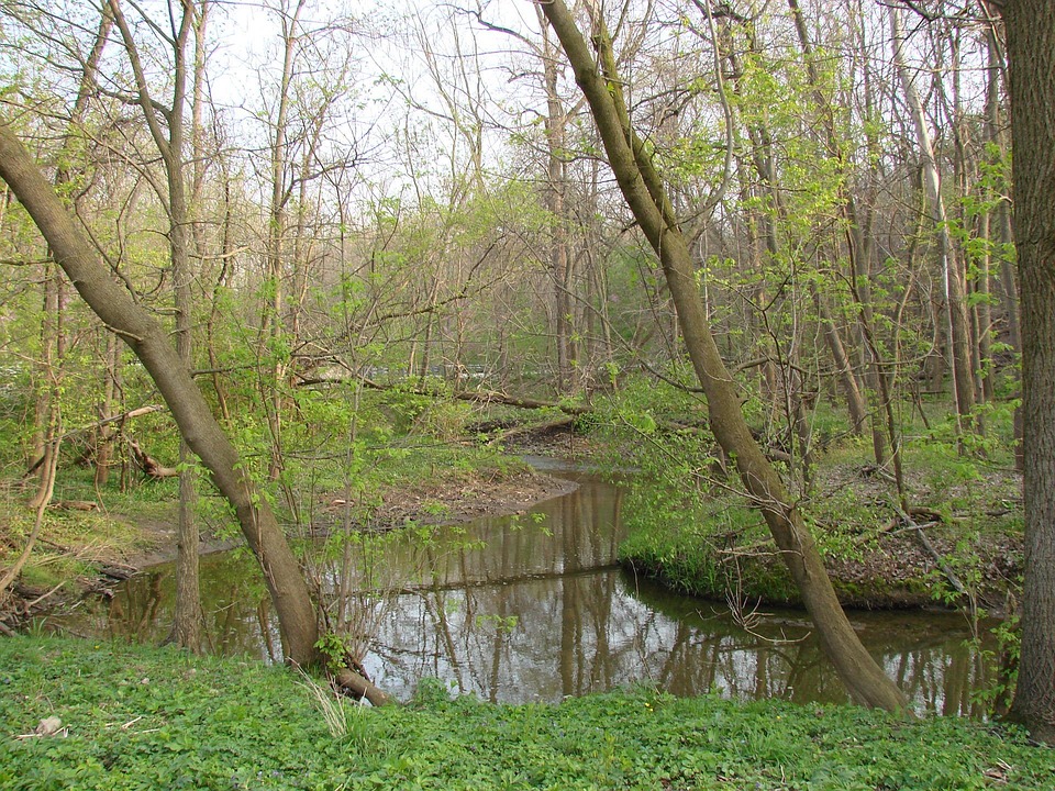 Trees Creek Nature - Free photo on Pixabay - Pixabay