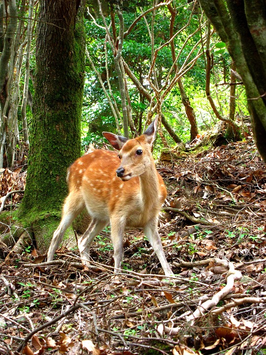 Deer Mountain Natural - Free photo on Pixabay - Pixabay