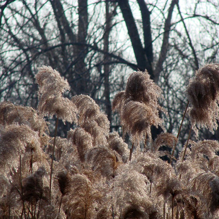 Grass Tall Inflorescence - Free photo on Pixabay