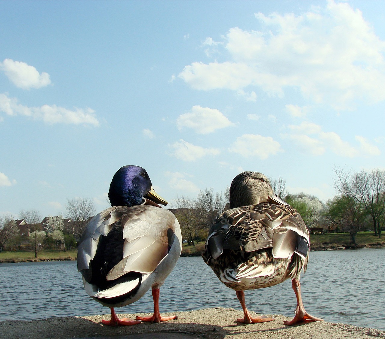 Patos Masculino Mujer - Foto gratis en Pixabay - Pixabay