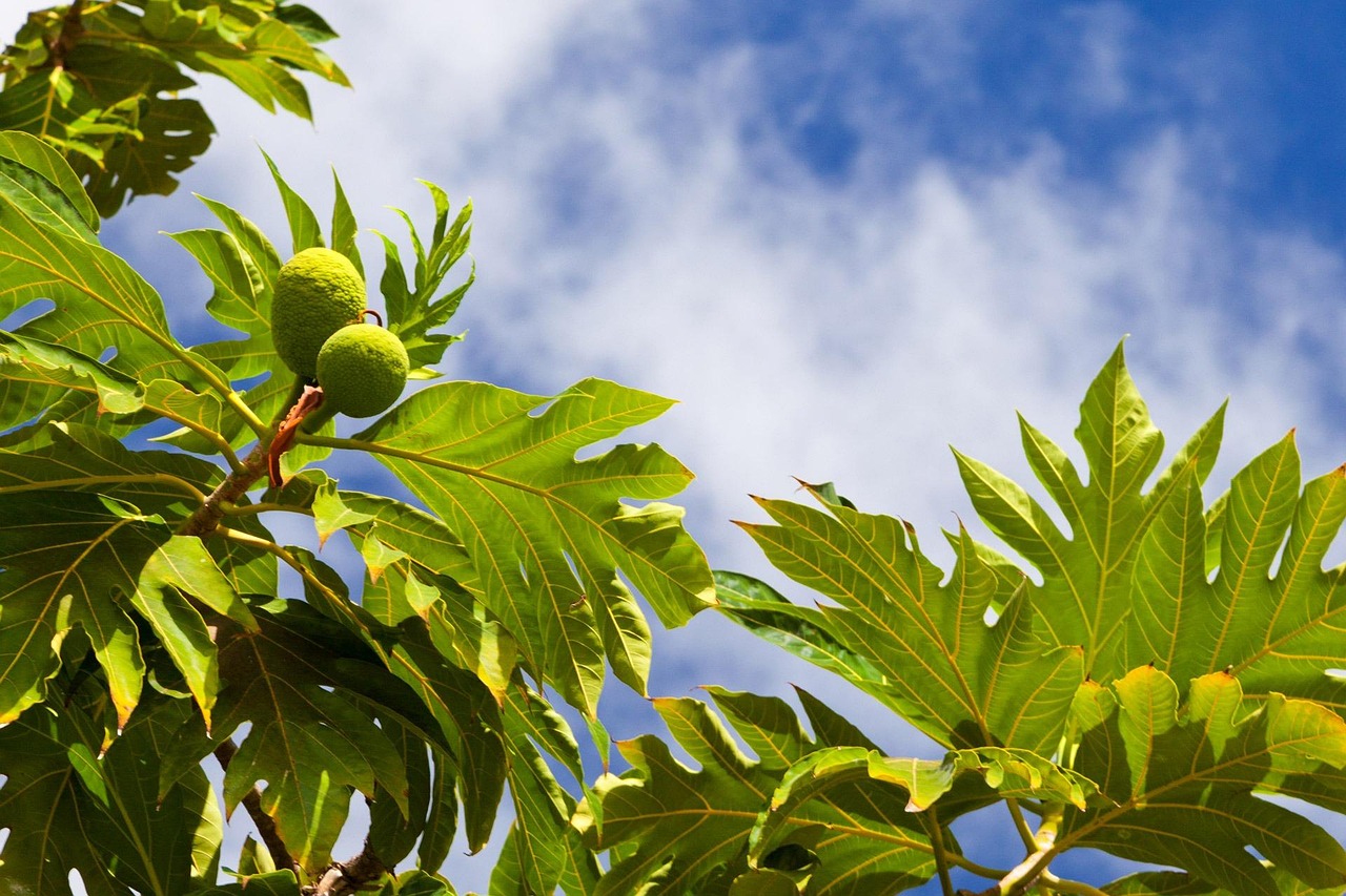 Fruit Food Breadfruit - Free photo on Pixabay
