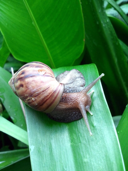 Snail Rain Singapore - Free photo on Pixabay - Pixabay