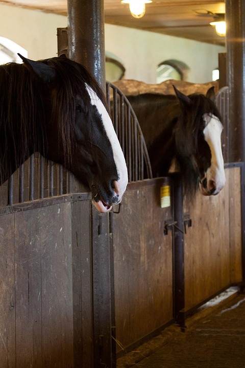Animal Animals Barn - Free photo on Pixabay - Pixabay