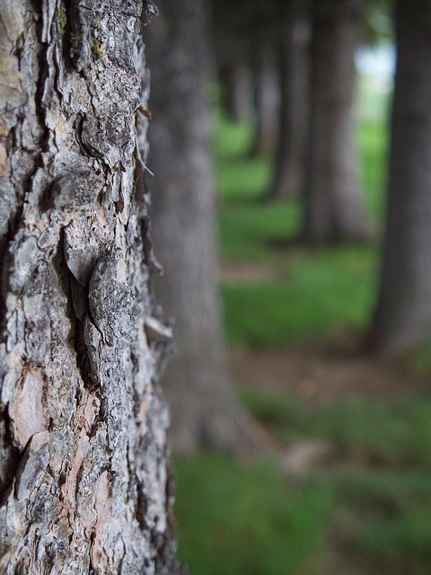 Aboyer Arbre Biologique - Photo gratuite sur Pixabay - Pixabay