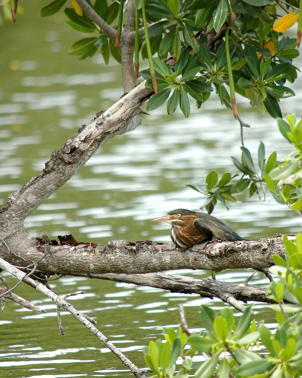300,000+ Free Fisher Animal & Fisher Images - Pixabay
