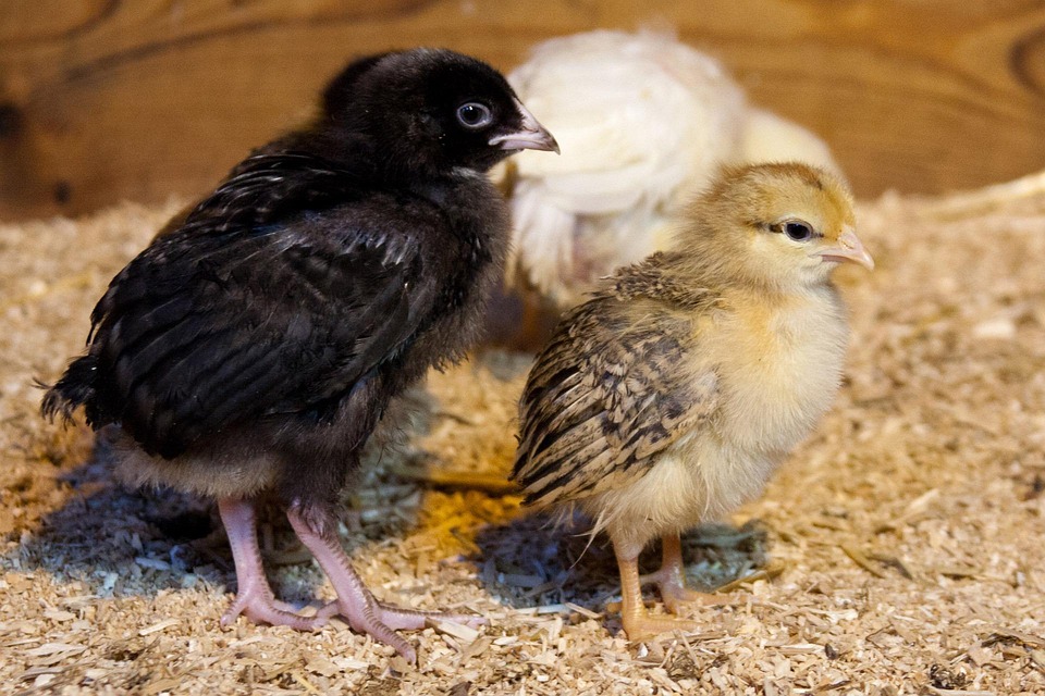 Animal Bébé Oiseau - Photo gratuite sur Pixabay - Pixabay