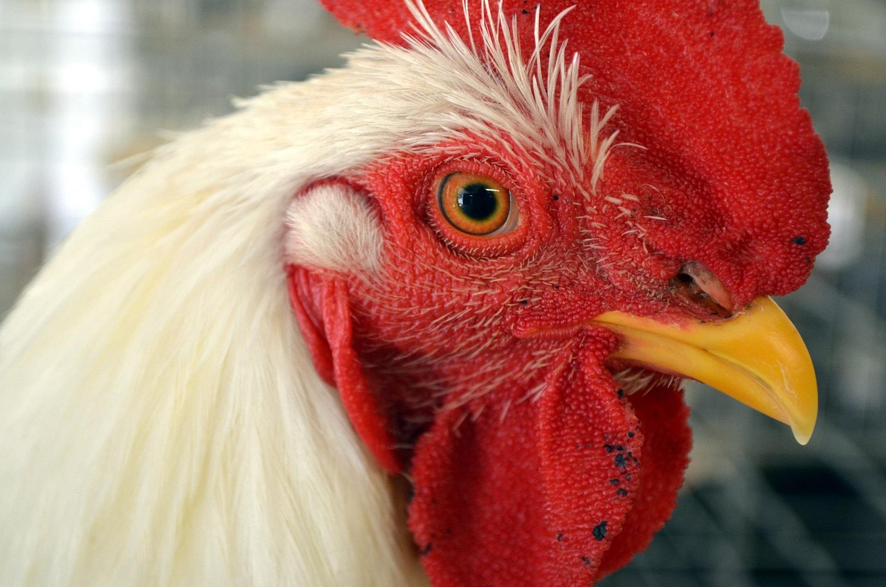 Rooster Cockerel Chicken - Free photo on Pixabay
