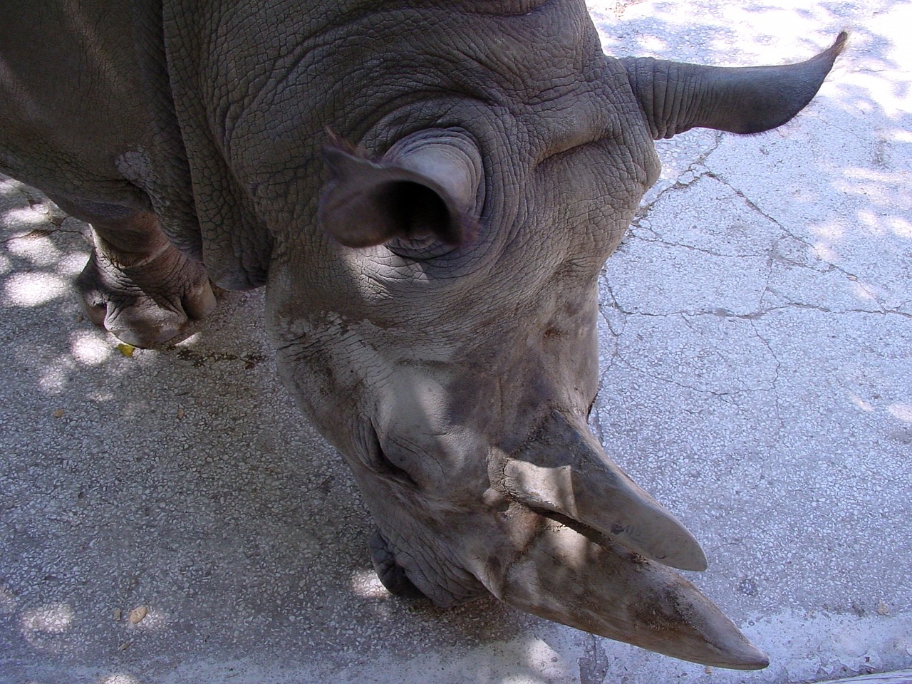 Rhinoceros Zoo Animal - Free photo on Pixabay - Pixabay