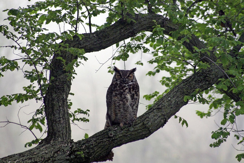Owl Great Horned - Free photo on Pixabay