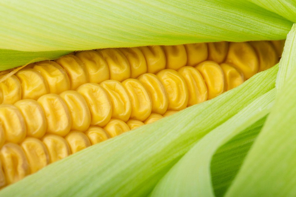 Close-Up Cob Corn - Free photo on Pixabay - Pixabay