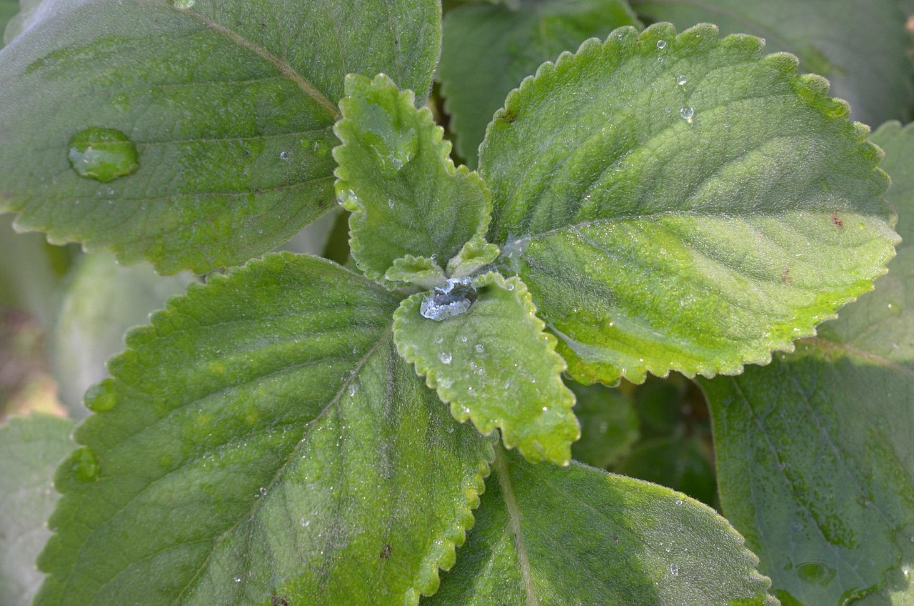 Drops Plant Leaves Water - Free photo on Pixabay - Pixabay