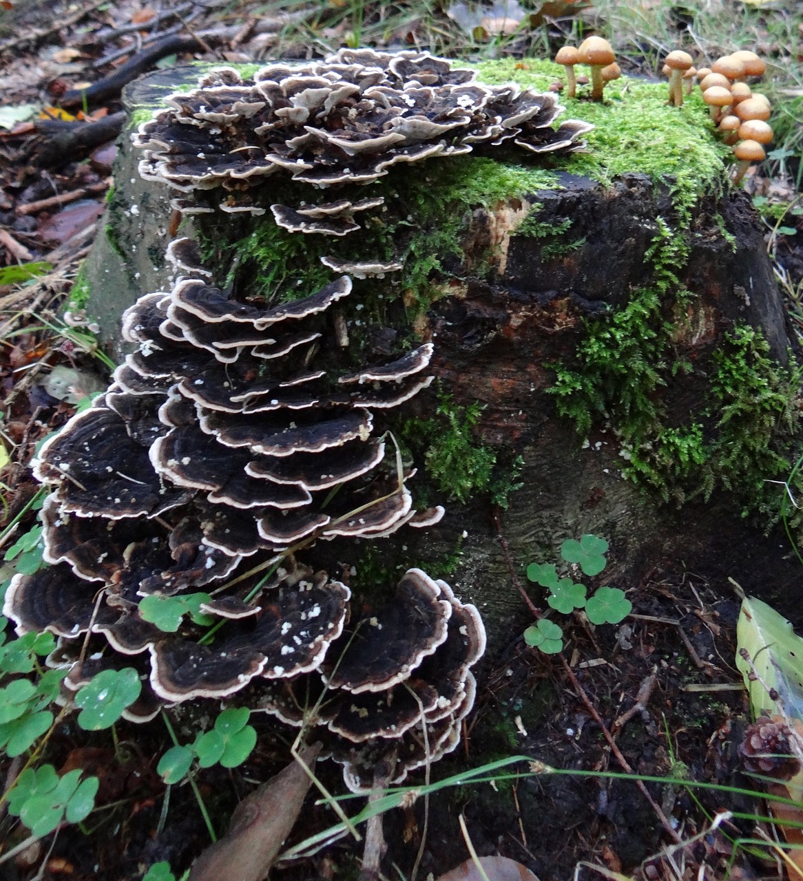 Mushroom Autumn Forest - Free photo on Pixabay - Pixabay