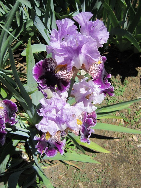 Iris Flower Flowers - Free photo on Pixabay
