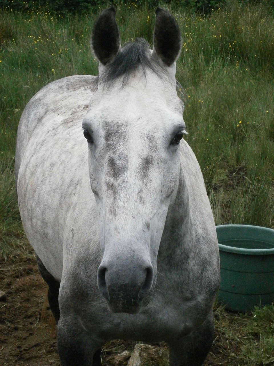 Cheval Sur Le Terrain L'Eau Les - Photo gratuite sur Pixabay - Pixabay