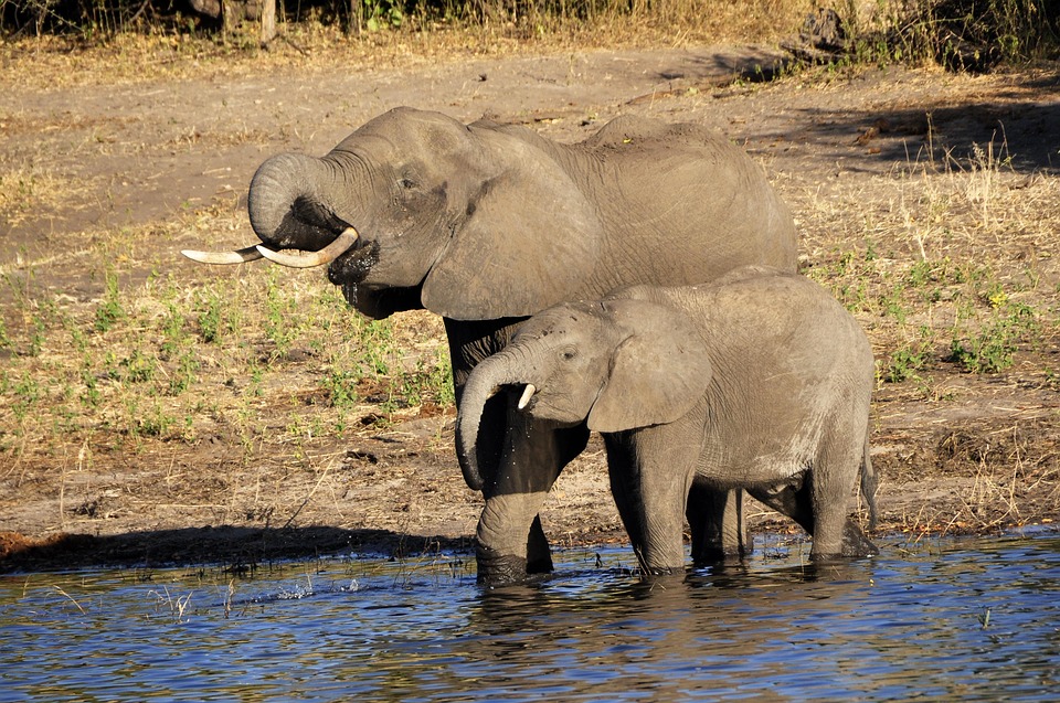 Elephant Water - Free photo on Pixabay