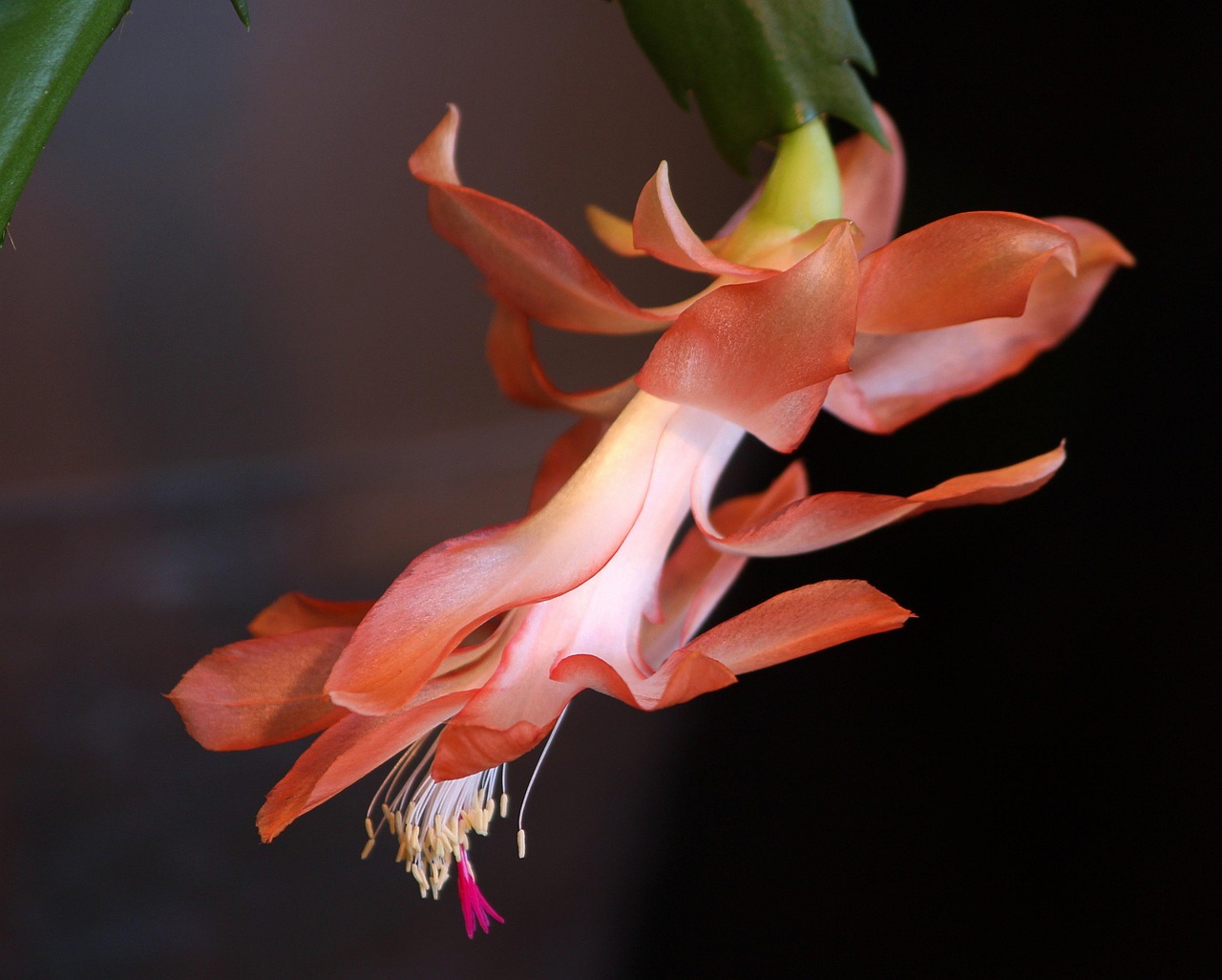 70+ Free Christmas Cactus & Cactus Images - Pixabay