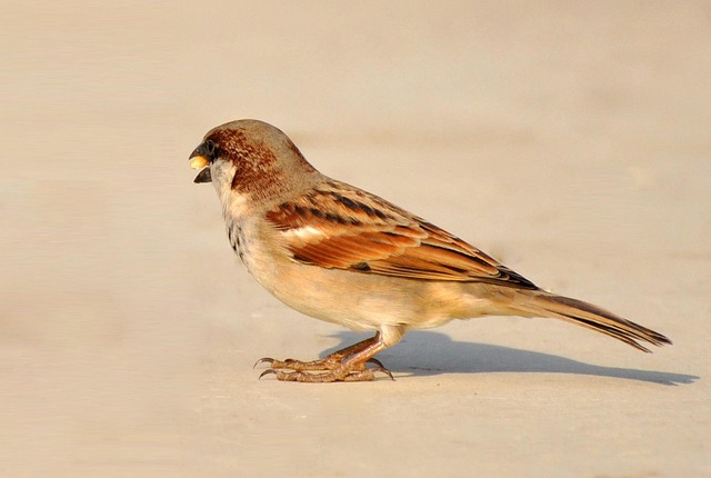 Sparrow Bird Birds - Free photo on Pixabay