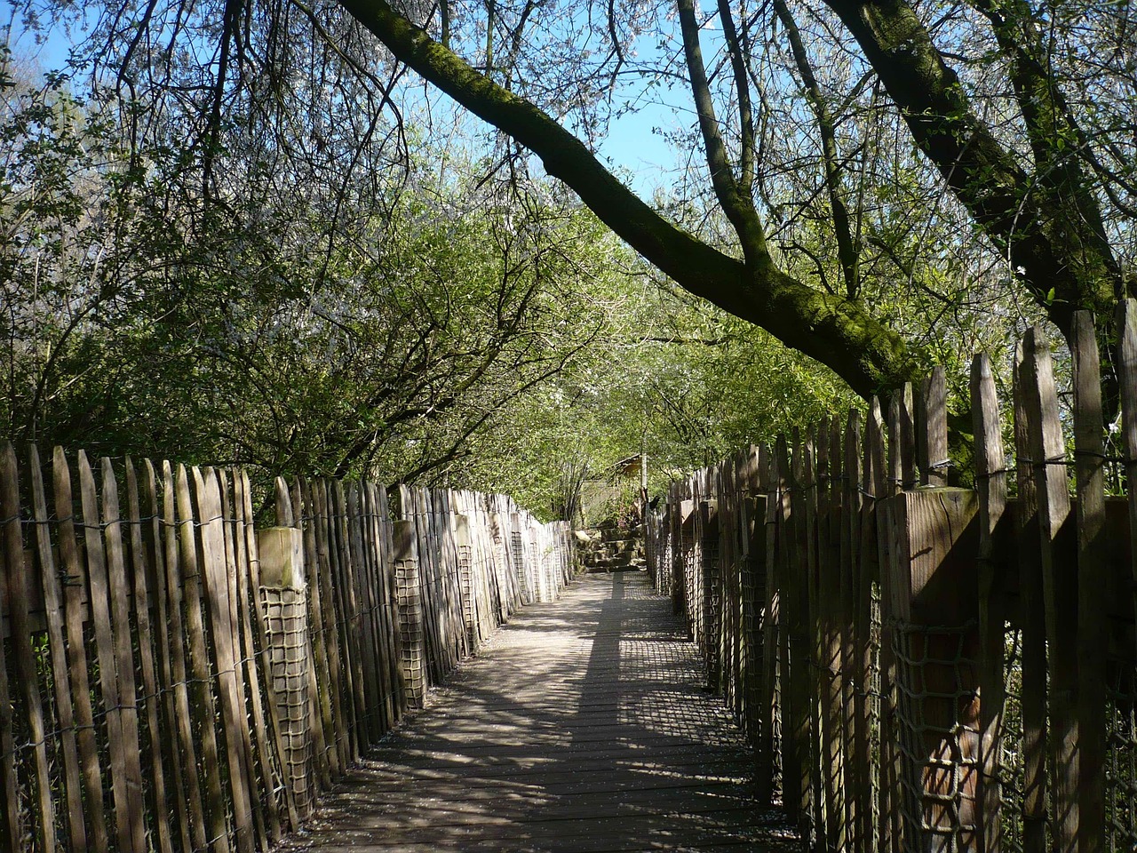 Spring Awakening Path - Free photo on Pixabay
