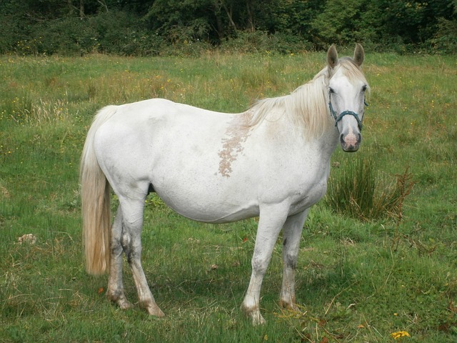 Cheval Sur Le Terrain Les Chevaux - Photo gratuite sur Pixabay - Pixabay