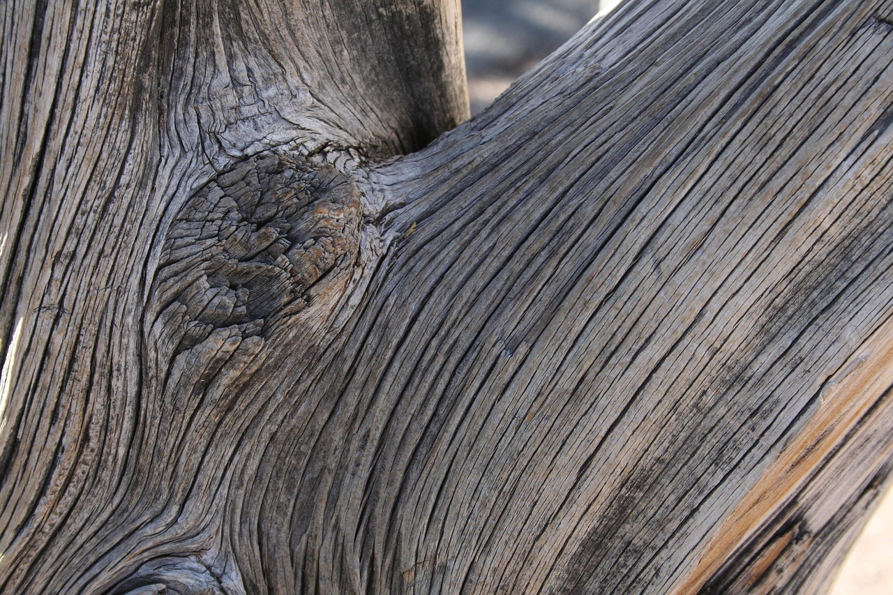 Árbol Madera - Foto gratis en Pixabay - Pixabay