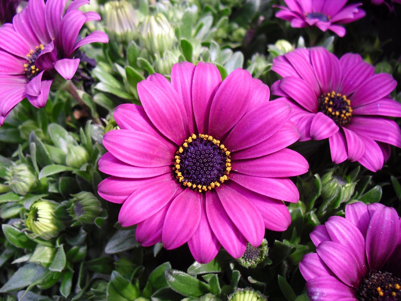 Margaret Anémone Magenta - Photo gratuite sur Pixabay - Pixabay