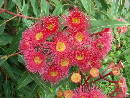 10+ Free Gum-Plant & Eucalyptus Images - Pixabay