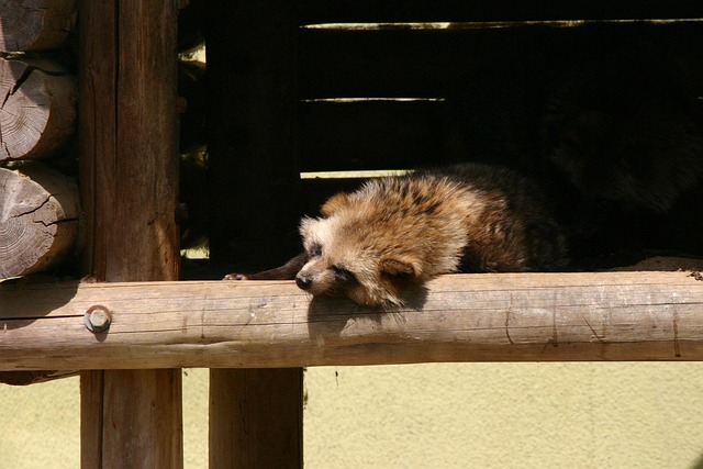 Raccoon Dog Animal Zoo - Free photo on Pixabay - Pixabay