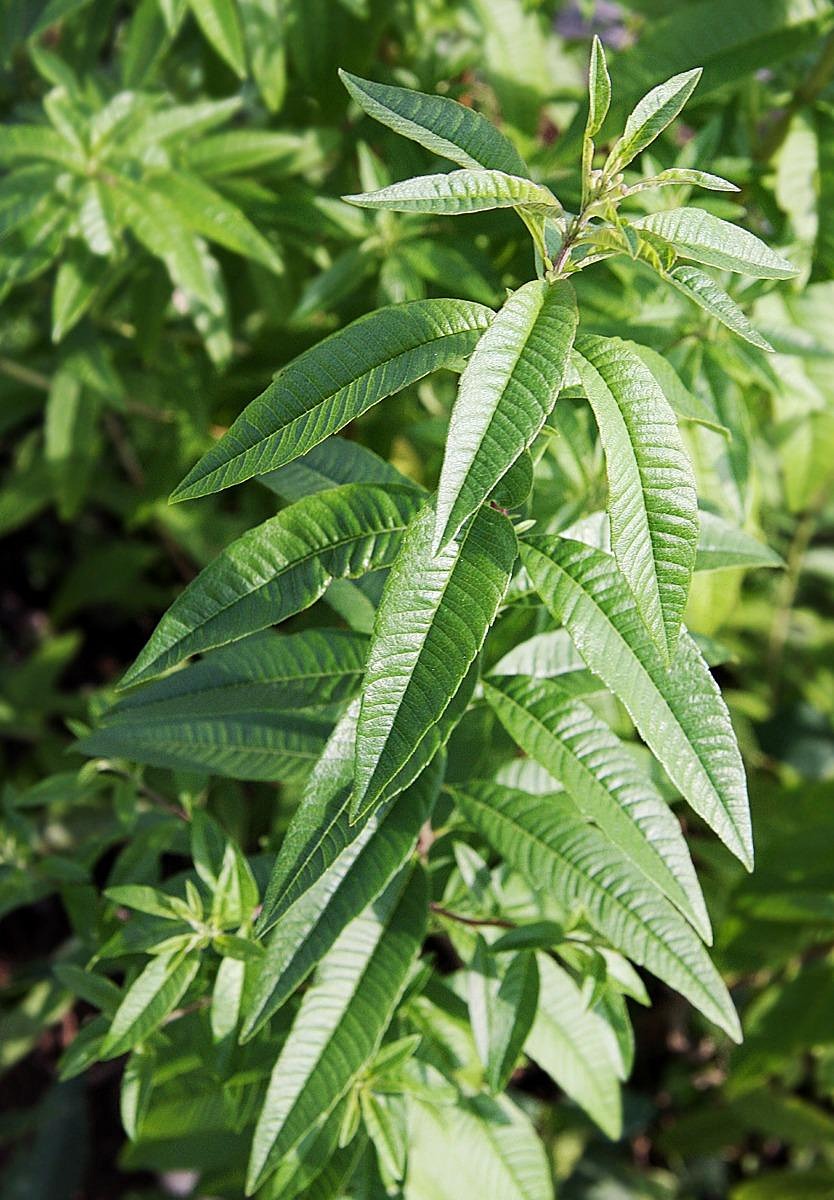 70,000+ Free Lemon Verbena Flowers & Verbena Images - Pixabay