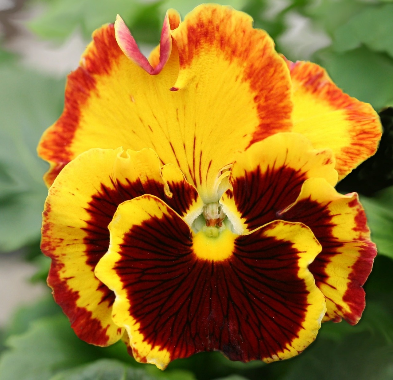 Pansy Garden Macro - Free photo on Pixabay - Pixabay