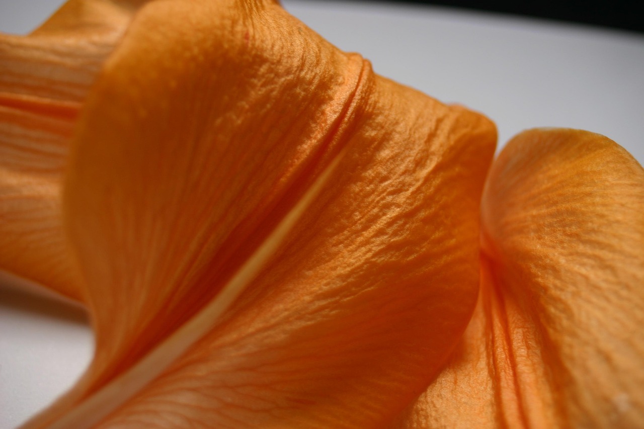 Floral Planta Natural - Foto gratuita no Pixabay - Pixabay