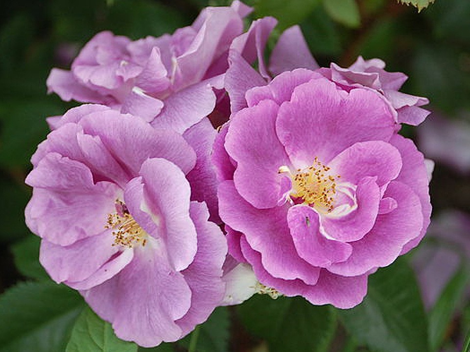 Des Roses Les Épines Épineux - Photo gratuite sur Pixabay - Pixabay