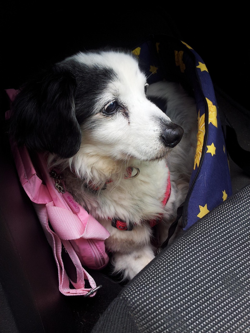 Perro Chucho - Foto gratis en Pixabay - Pixabay