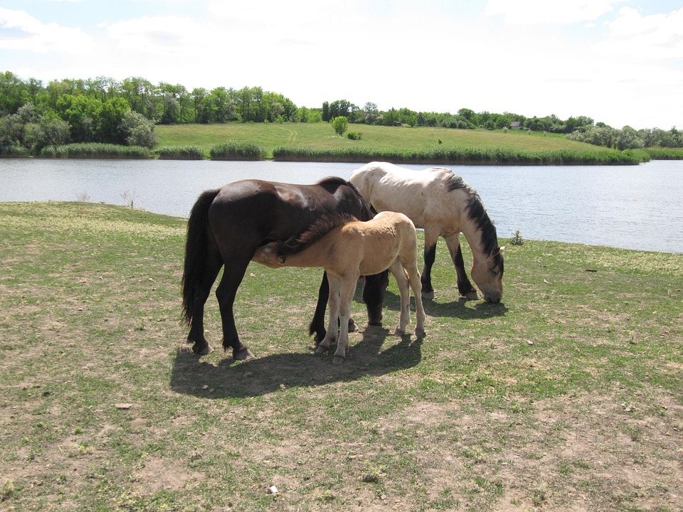 Cavallo Stallone Mare - Foto gratis su Pixabay - Pixabay