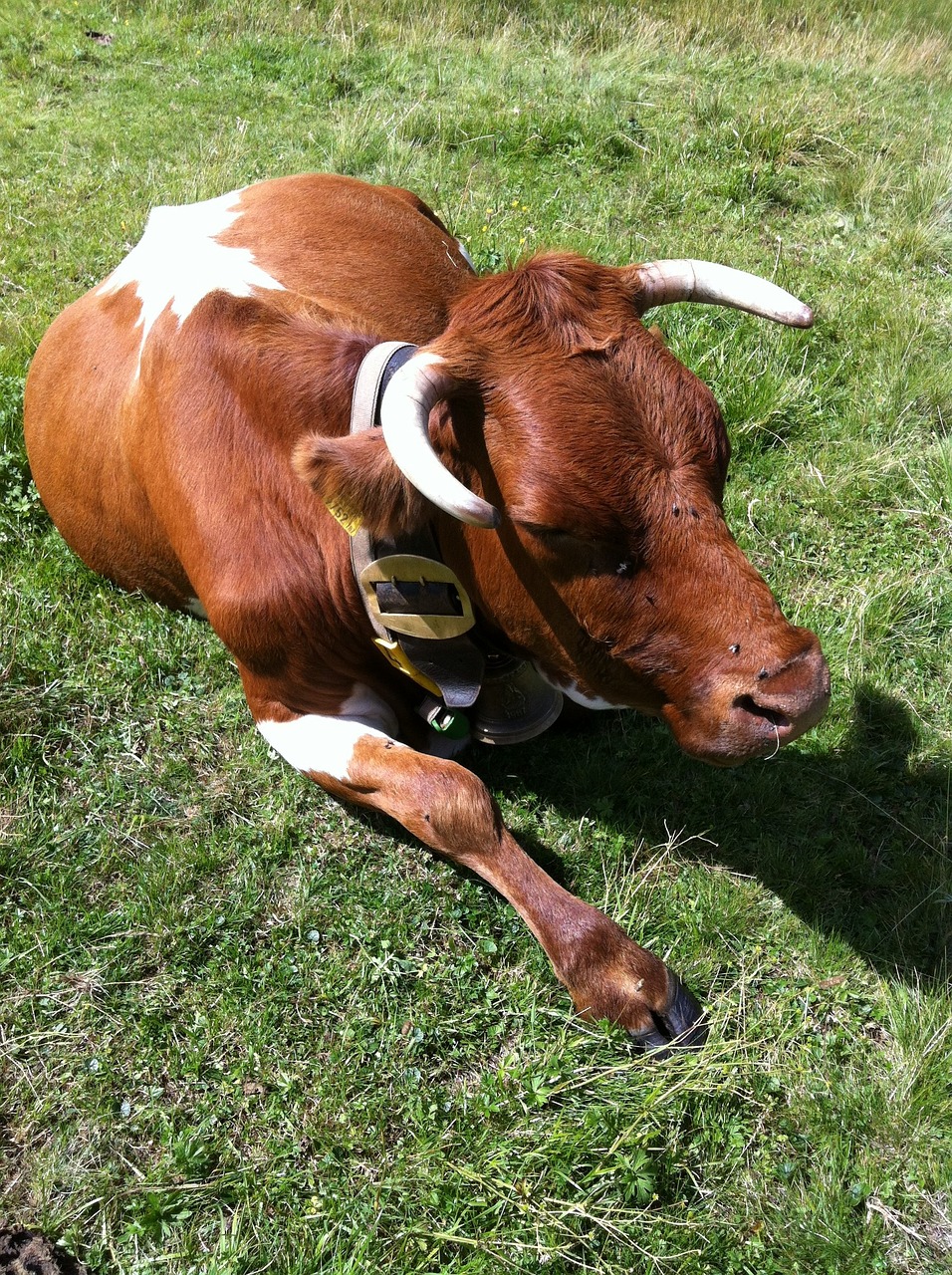 Cow Animal Cows - Free photo on Pixabay