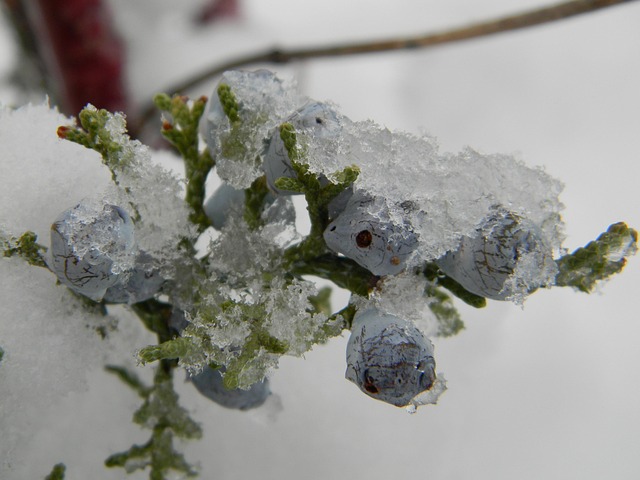 Winter Cold Berry - Free photo on Pixabay - Pixabay