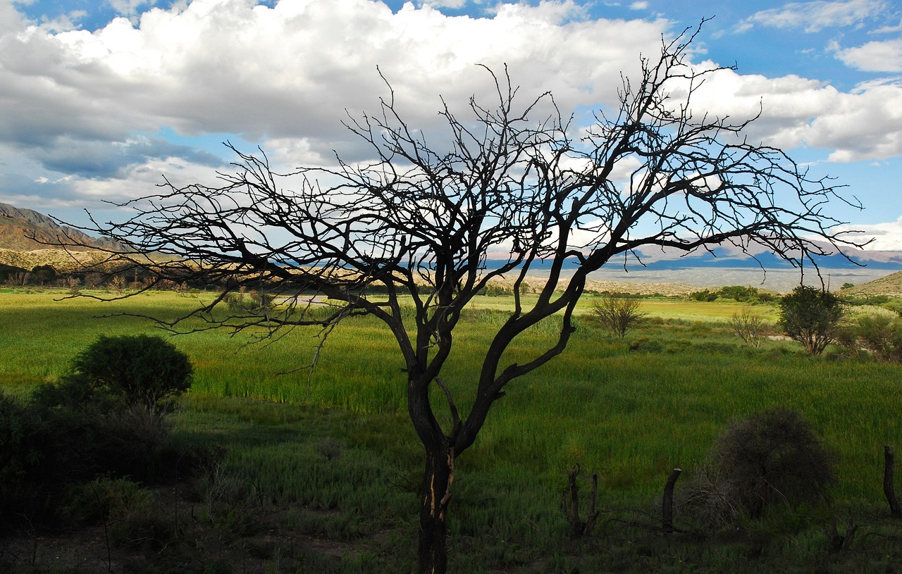 Tree Branches Dark - Free photo on Pixabay