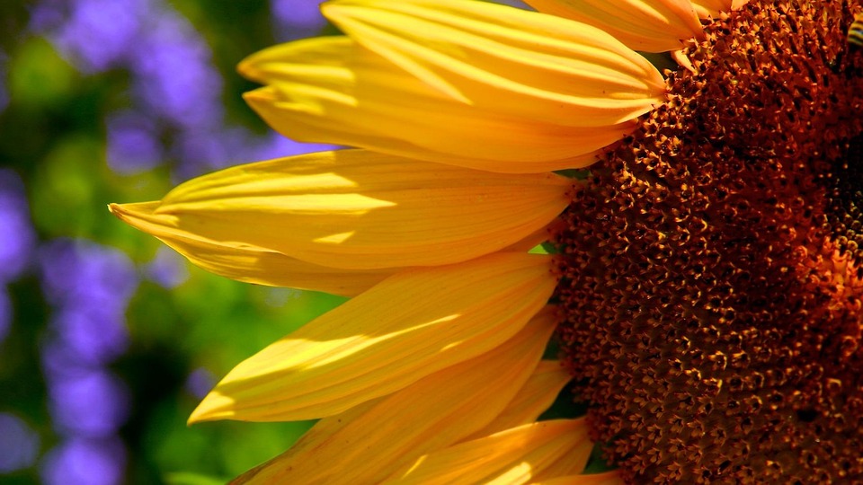Sunflowers Macro Half - Free photo on Pixabay - Pixabay