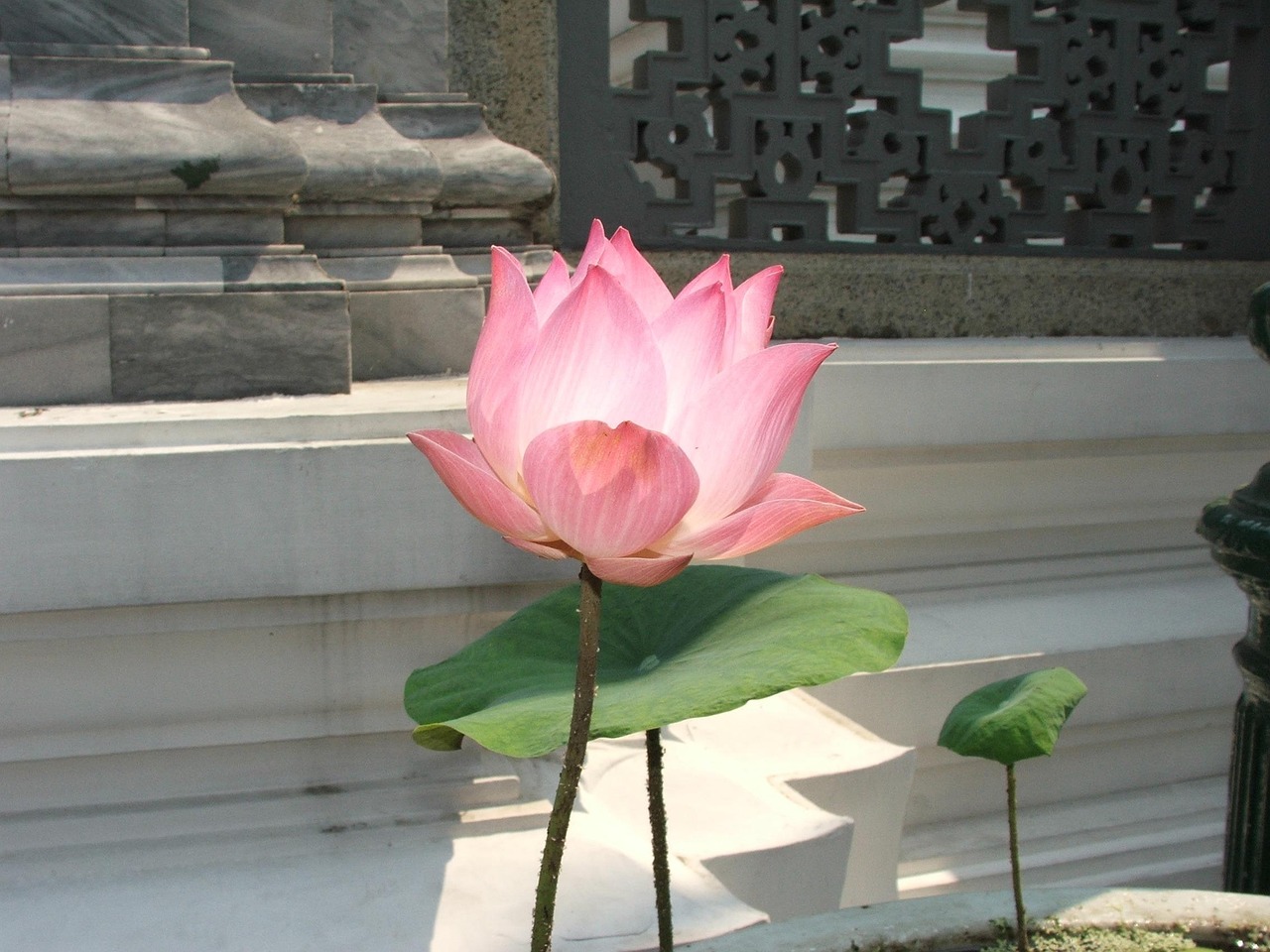 Lotus Thailand Palace - Free photo on Pixabay - Pixabay