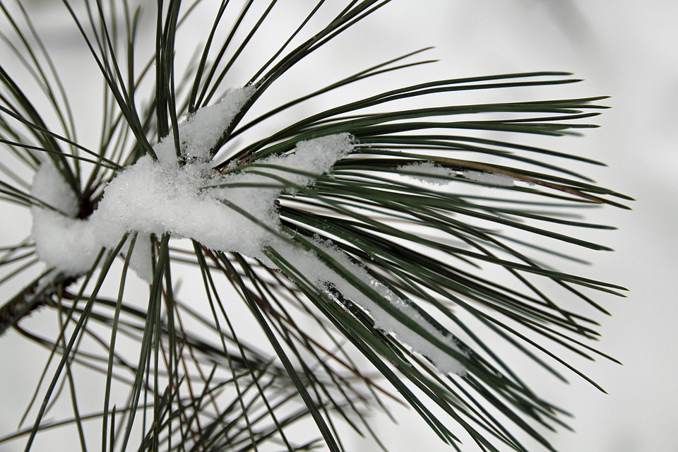 Pine Needles Winter Snow - Free photo on Pixabay - Pixabay