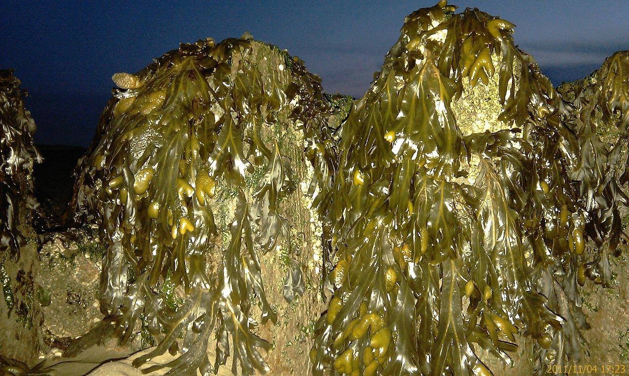 Seaweed On Beach Sea Edge Of The - Free photo on Pixabay - Pixabay