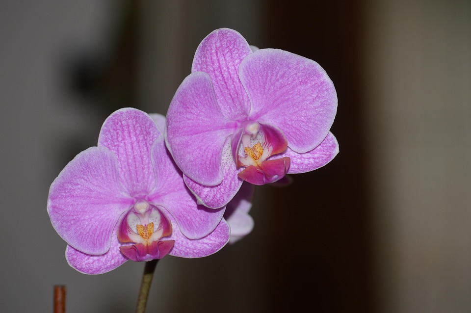 Flower Colour Plant To Free Photo On Pixabay Pixabay